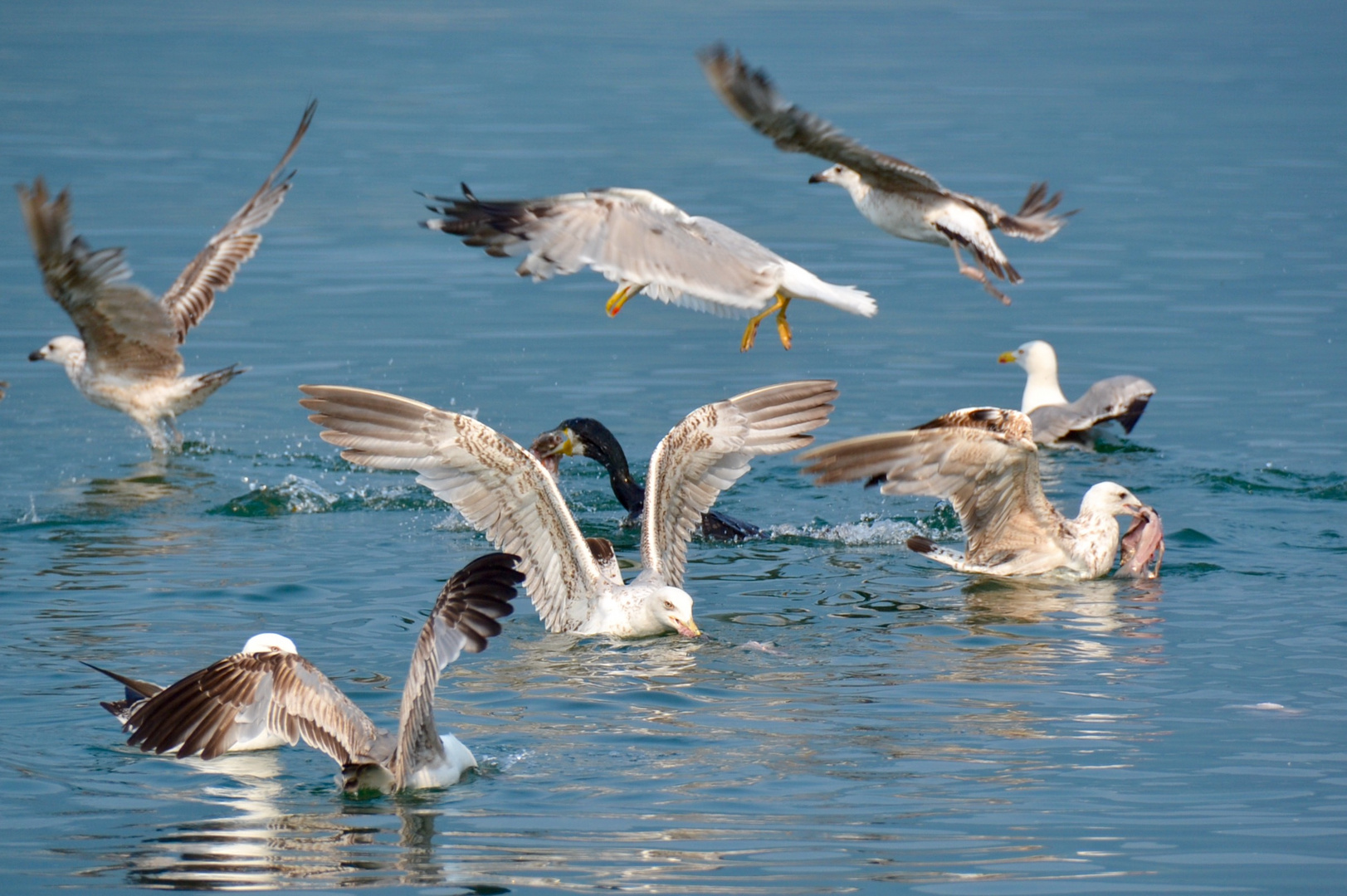 Gabbiani Foto % Immagini| animali, uccelli allo stato libero, animali ...