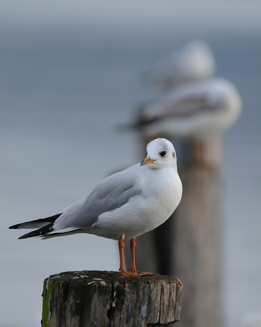 Gabbiani Foto % Immagini| animali, uccelli allo stato libero, animali ...