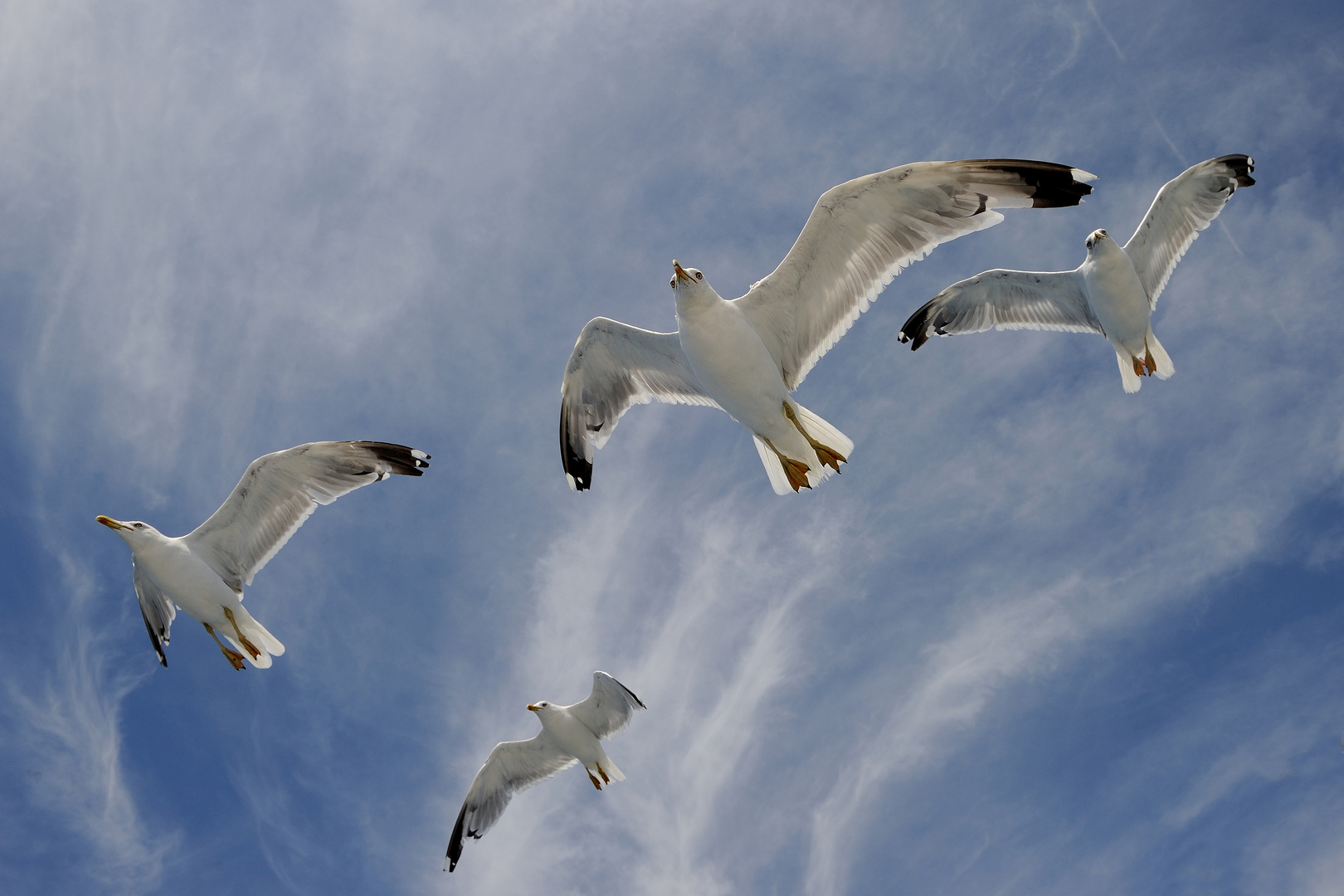 Gabbiani reali Foto % Immagini| animali, uccelli allo stato libero ...