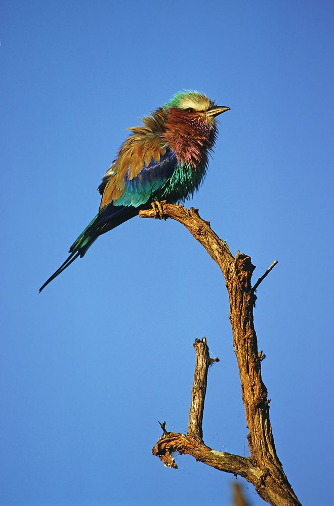 Gabelracke Foto & Bild | vogel, afrika, südafrika Bilder auf fotocommunity Gabelracke Foto & Bild | vogel, afrika, südafrika Bilder auf fotocommunity