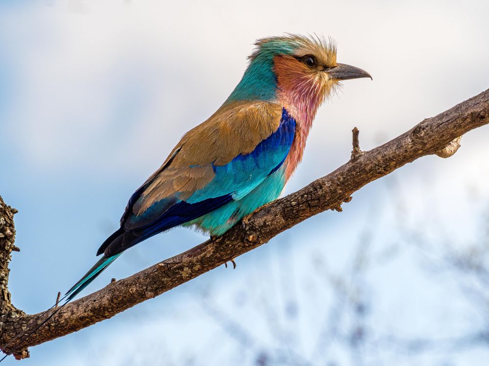 Gabelracke Foto & Bild | tiere, wildlife, wild lebende vögel Bilder auf ... Gabelracke Foto & Bild | tiere, wildlife, wild lebende vögel Bilder auf ...