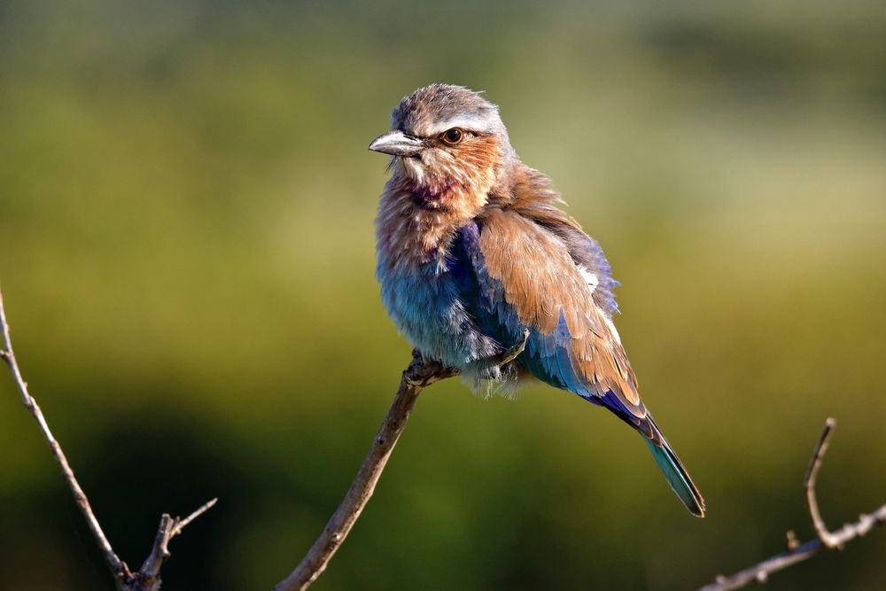 Gabelracke Foto & Bild | world, natur, tiere Bilder auf fotocommunity Gabelracke Foto & Bild | world, natur, tiere Bilder auf fotocommunity