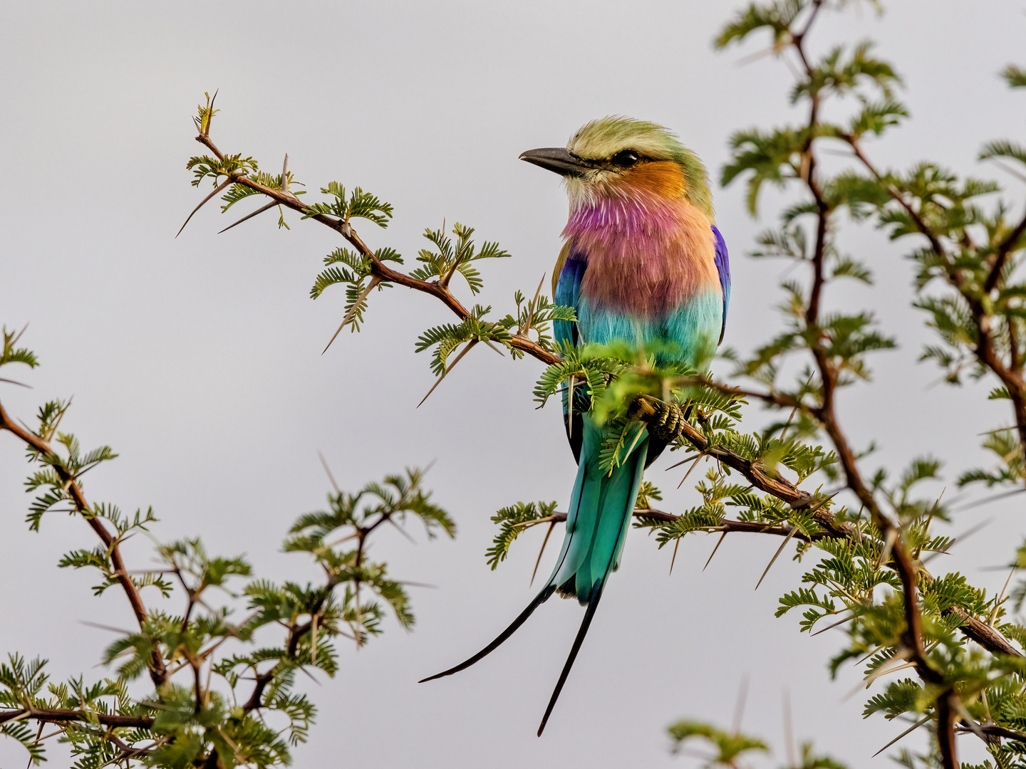 Gabelracke... Foto & Bild | spezial, natur, afrika Bilder auf fotocommunity Gabelracke... Foto & Bild | spezial, natur, afrika Bilder auf fotocommunity