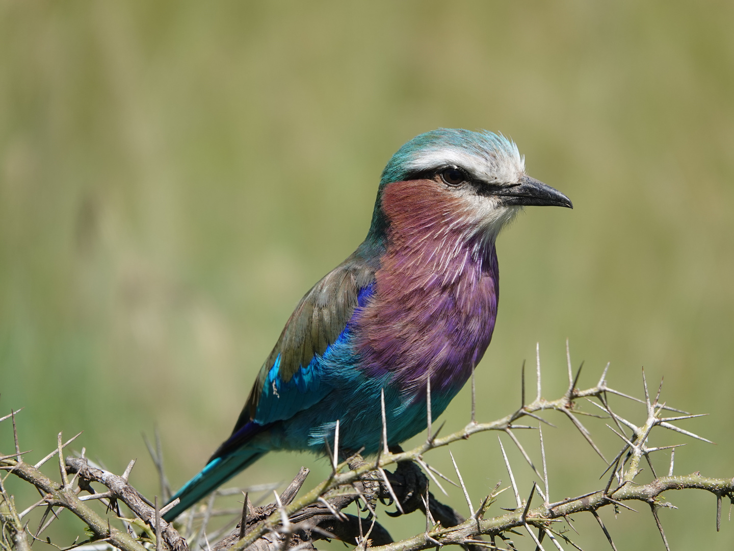 Gabelracke_1 Foto & Bild | wildlife, serengeti, wild lebende vögel ... Gabelracke_1 Foto & Bild | wildlife, serengeti, wild lebende vögel ...