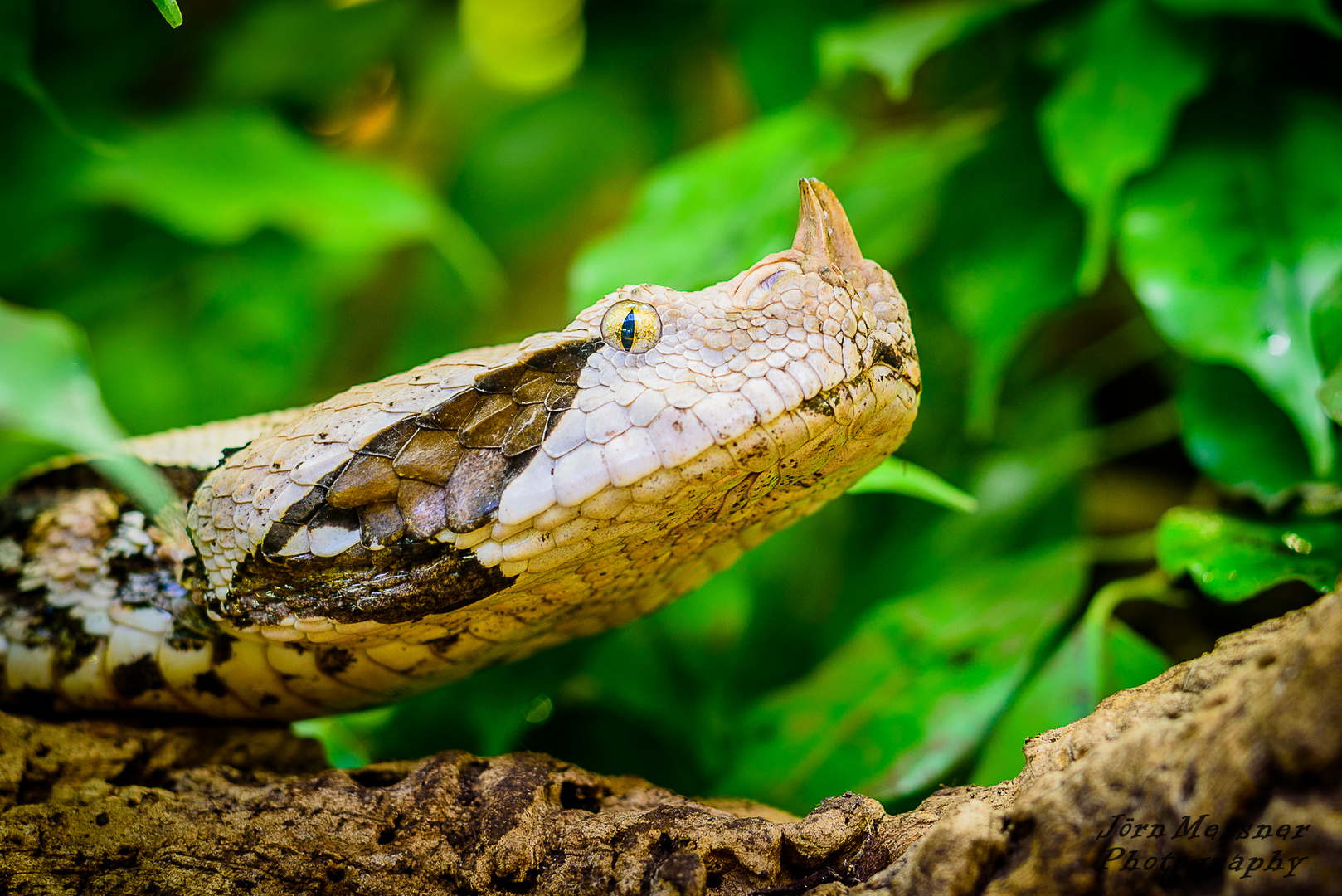 Gabunviper Foto & Bild | tiere, zoo, wildpark & falknerei, amphibien ...