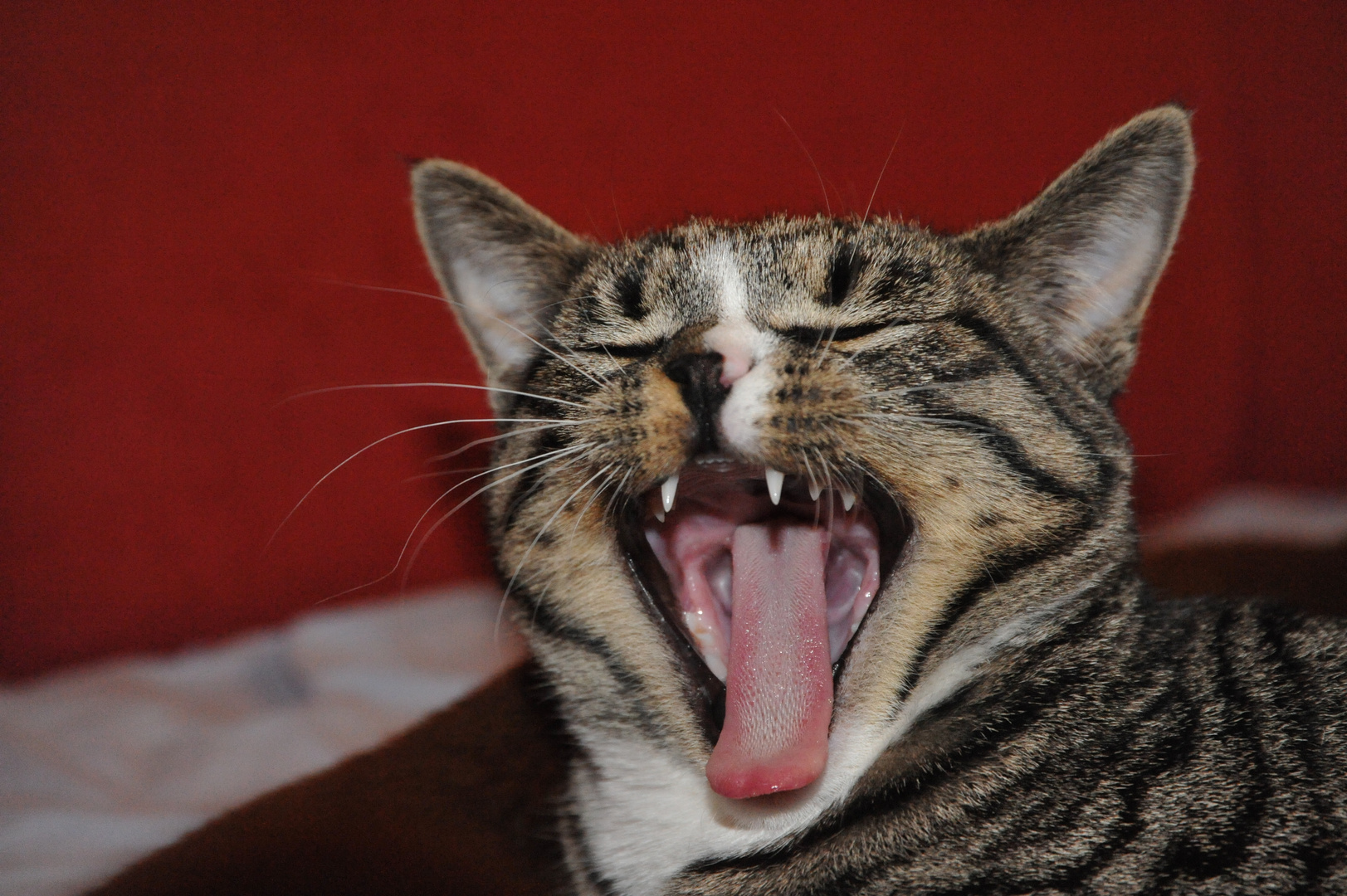 Gähnende Katze Foto & Bild | tiere, haustiere, katzen Bilder auf fotocommunity