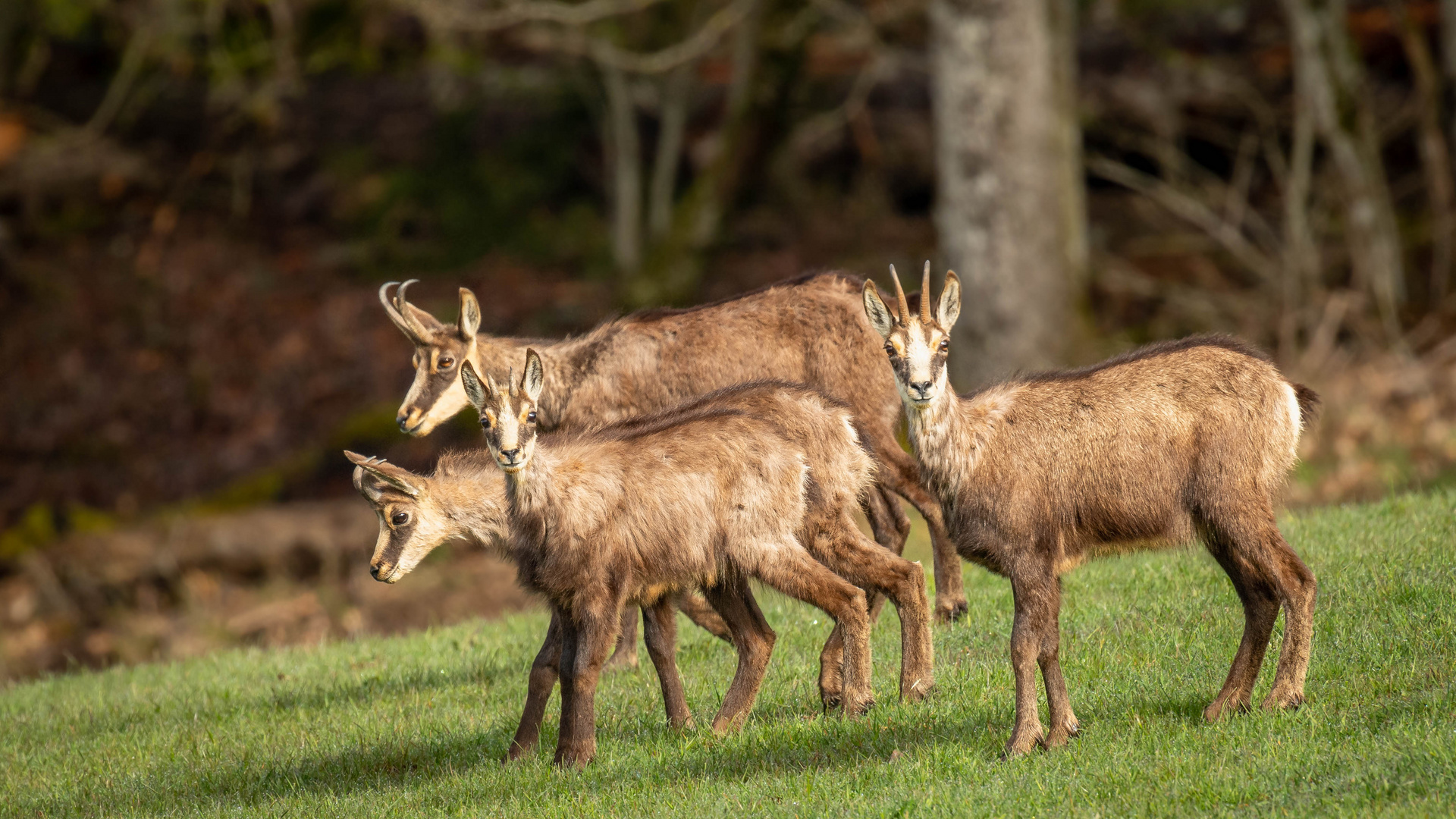 Gämse Foto & Bild | tiere, wildlife, wildlife: sonstige tiere Bilder ...