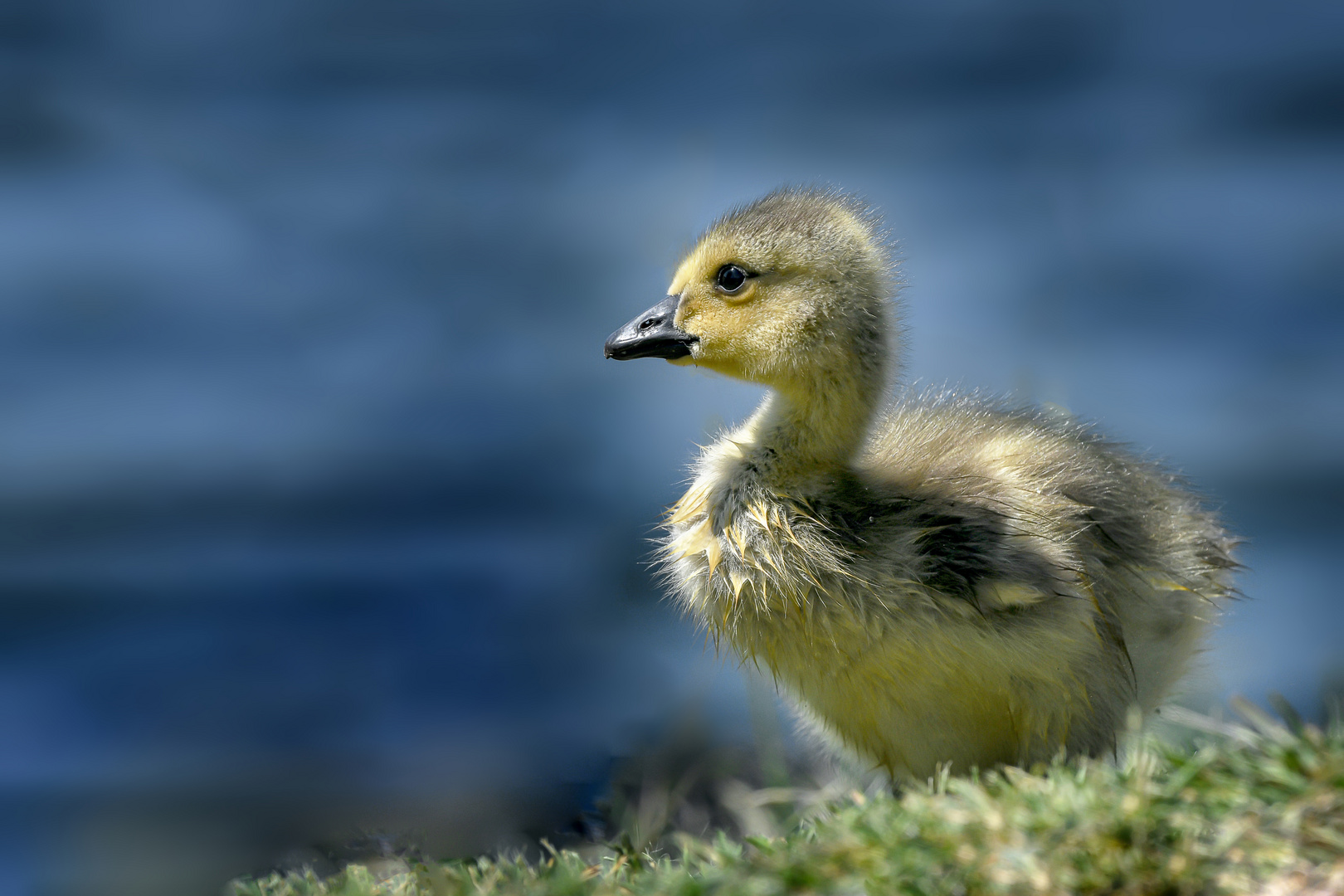Gänschen klein Foto & Bild | deutschland, europe, nordrhein- westfalen ...