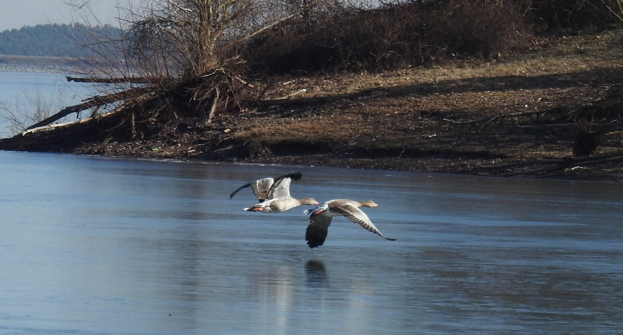 Gänse Foto & Bild | tiere, wildlife, wild lebende vögel Bilder auf ...
