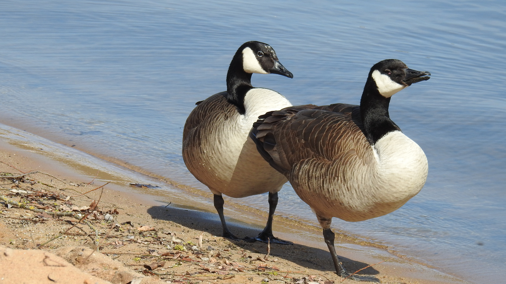 Gänse Foto & Bild | tiere, wildlife, wild lebende vögel Bilder auf ...