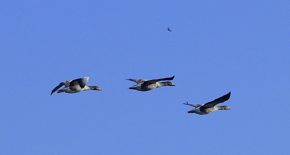 Gänse Foto & Bild | tiere, wildlife, wild lebende vögel Bilder auf ...