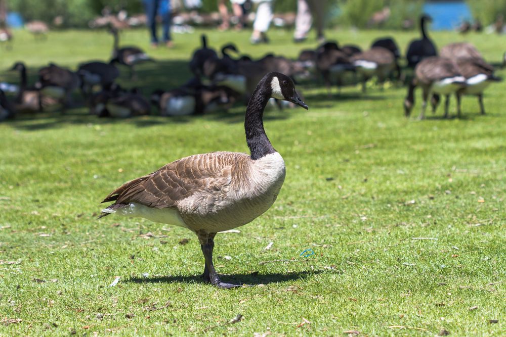 Gänse Foto & Bild | tiere, zoo, wildpark & falknerei, vögel Bilder auf ...