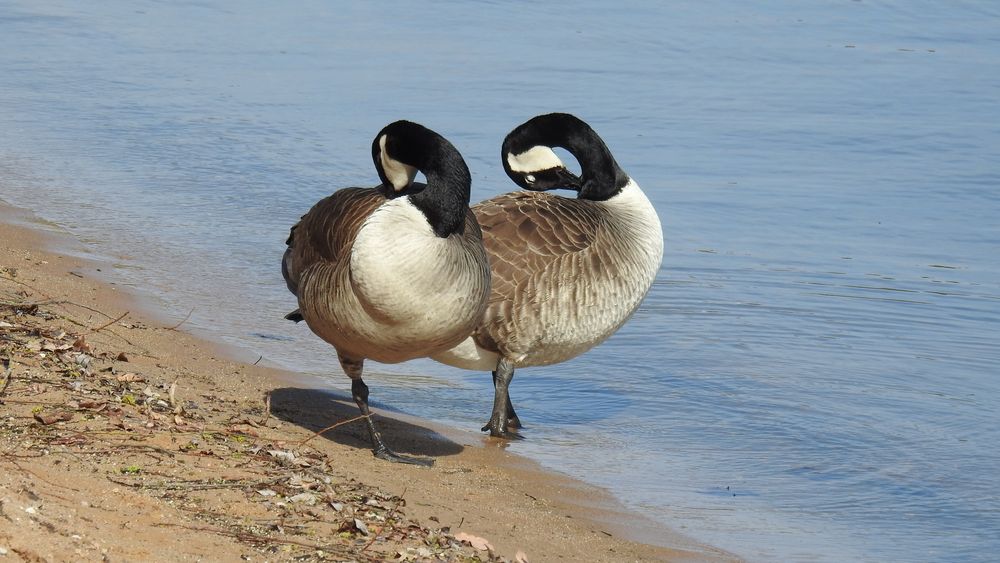 Gänse Foto & Bild | tiere, wildlife, wild lebende vögel Bilder auf ...