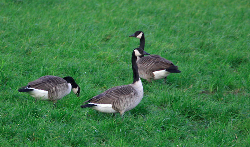 Gänse... Foto & Bild | tiere, wildlife, wildlife: sonstige tiere Bilder ...