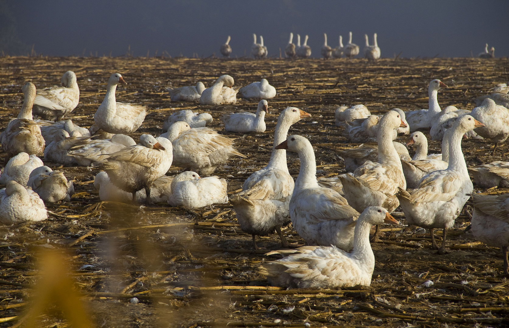 Gänse Foto & Bild | tiere, haustiere, nutztiere Bilder auf fotocommunity