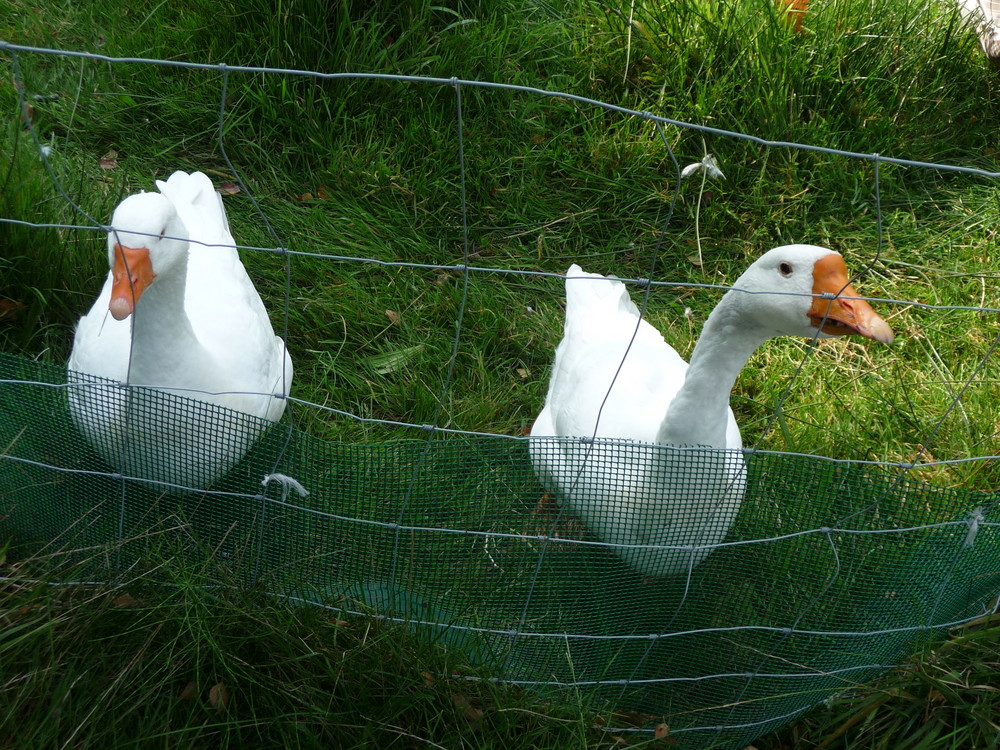 Gänse Foto & Bild | tiere, haustiere, sonstige Bilder auf fotocommunity