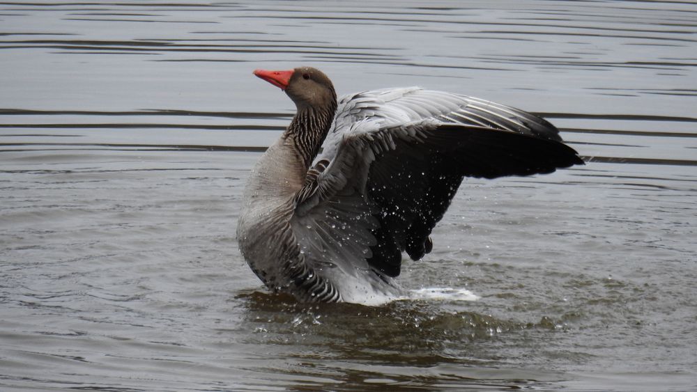 Gänse Foto & Bild | tiere, wildlife, wild lebende vögel Bilder auf ...