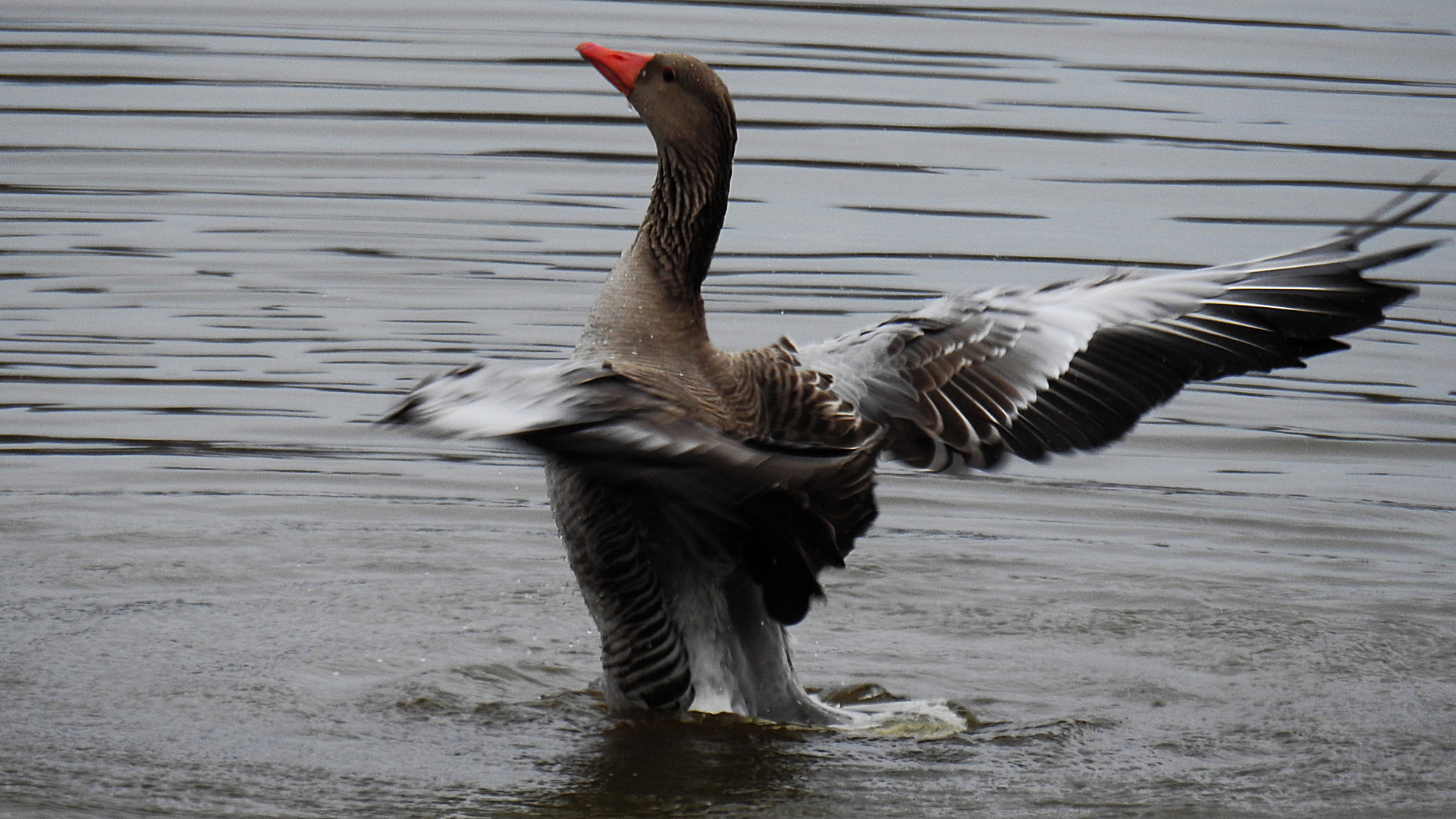 Gänse Foto & Bild | tiere, wildlife, wild lebende vögel Bilder auf ...