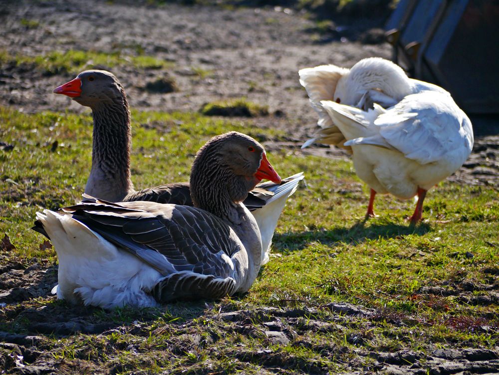Gänse... Foto & Bild | tiere, wildlife, wild lebende vögel Bilder auf ...