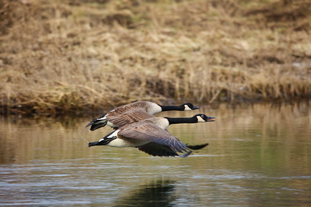 Gänse Foto & Bild | tiere, fotos, winter Bilder auf fotocommunity