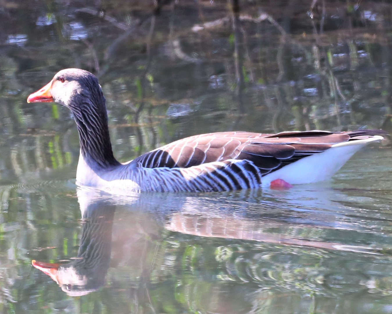Gänse am See... Foto & Bild | tiere, wildlife, wild lebende vögel ...