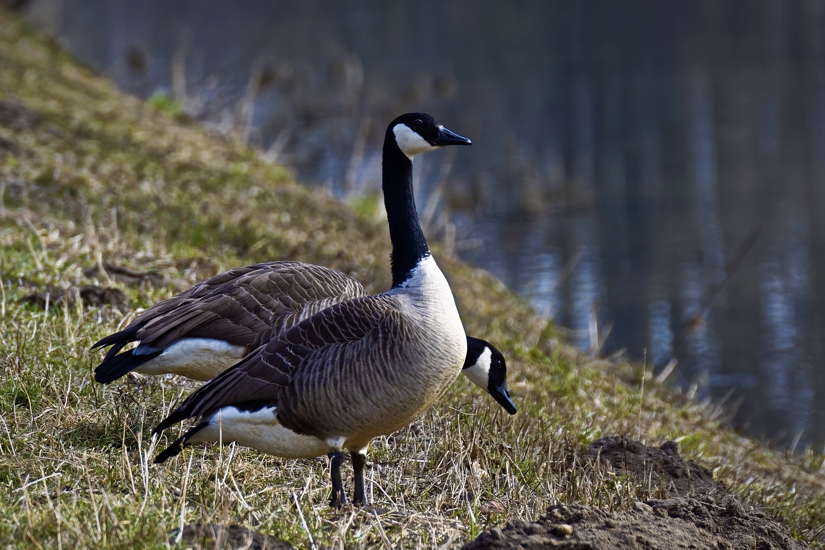 Gänse Foto & Bild | tiere, wildlife, wild lebende vögel Bilder auf ...
