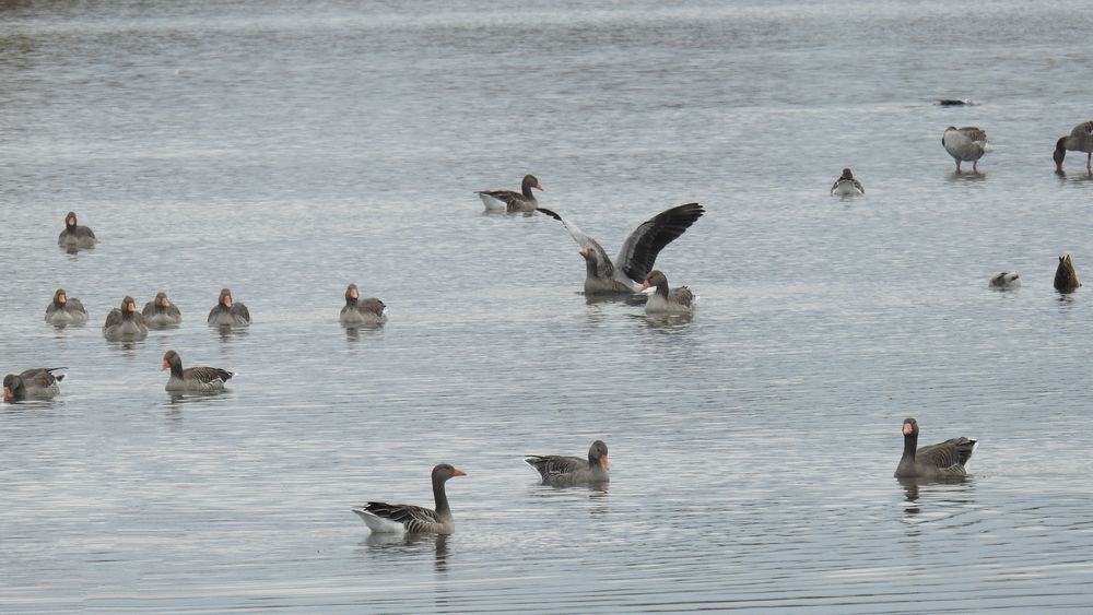 Gänse Foto & Bild | tiere, wildlife, wild lebende vögel Bilder auf ...