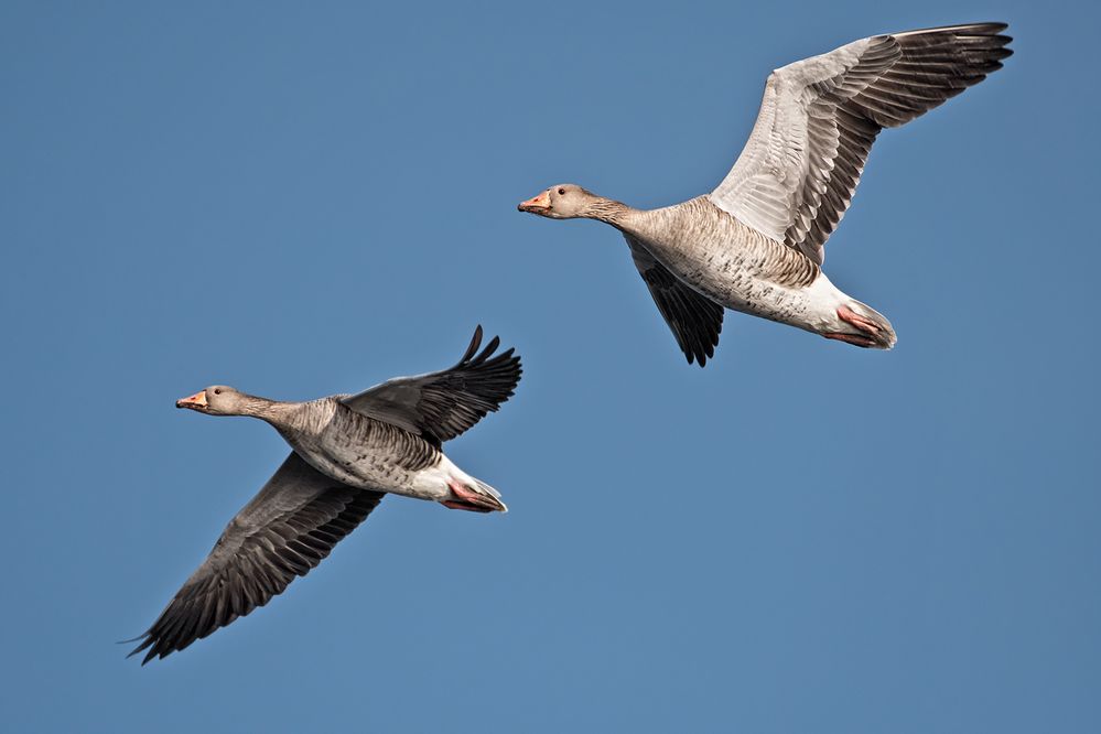 Gänse Foto & Bild | tiere, wildlife, wild lebende vögel Bilder auf ...