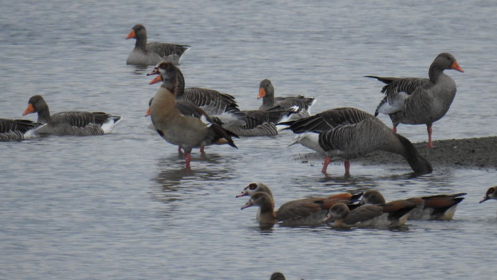 Gänse Foto & Bild | tiere, wildlife, wild lebende vögel Bilder auf ...
