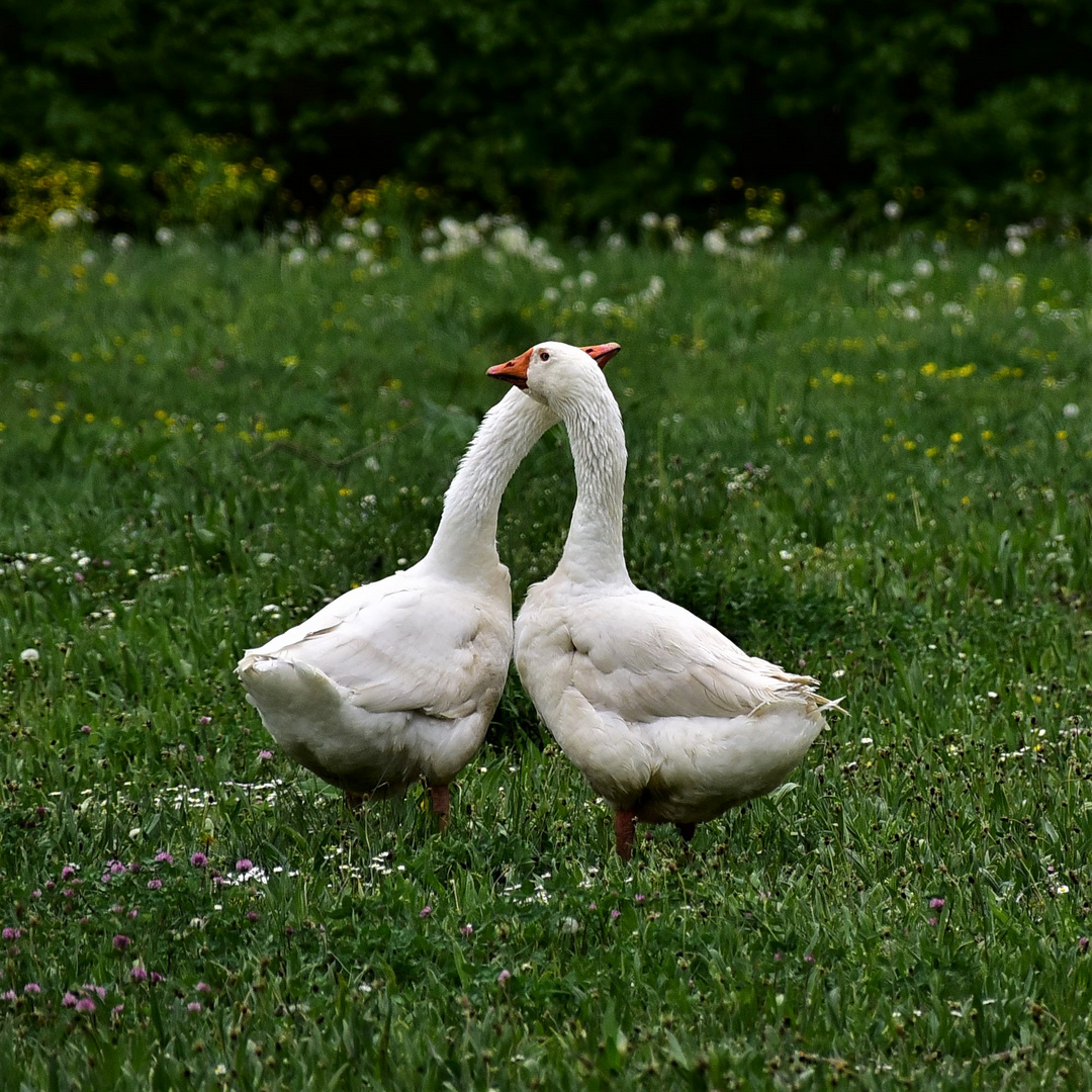 Gänse Foto & Bild | tiere, natur, landschaft Bilder auf fotocommunity