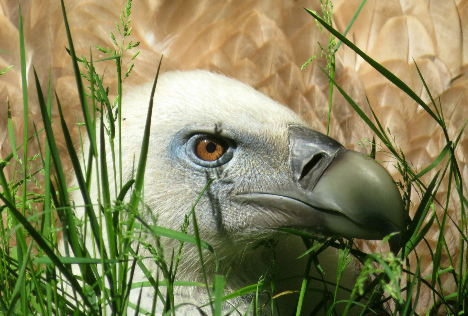 Gänse + Geier = Foto & Bild | tiere, zoo, wildpark & falknerei, vögel ...