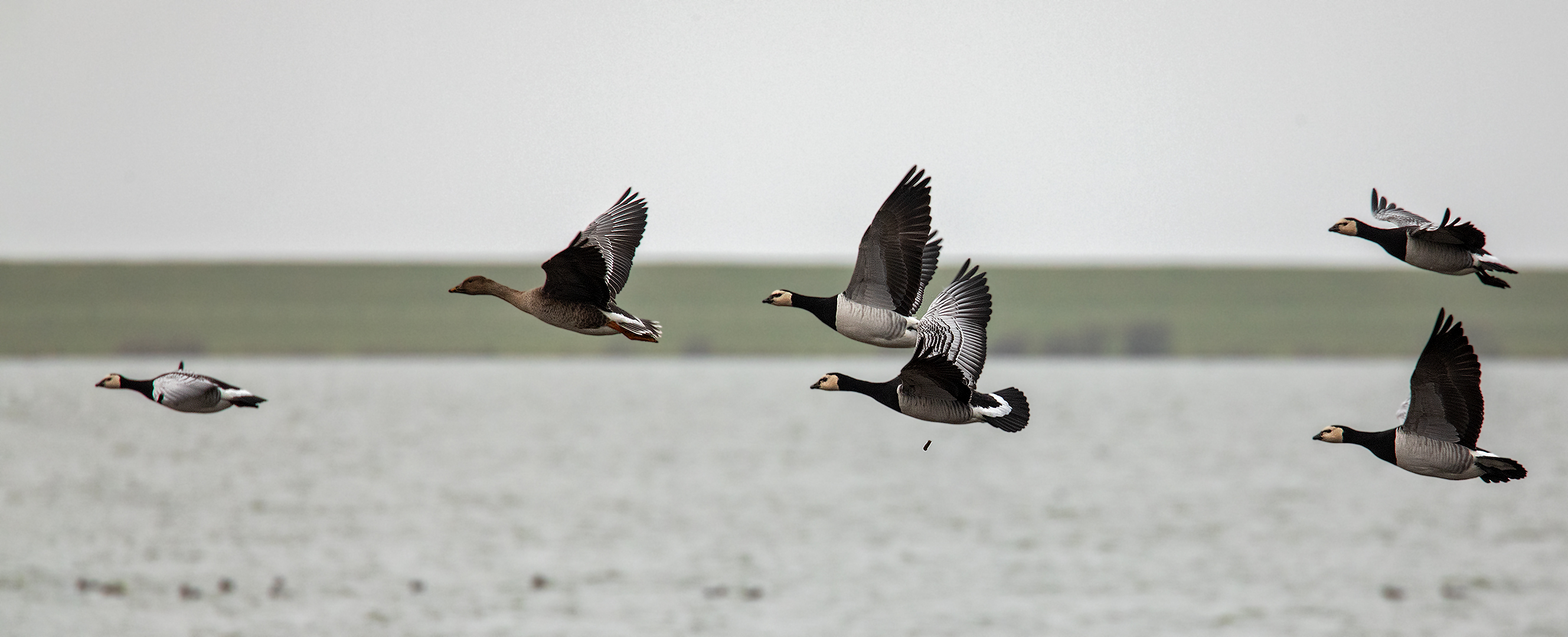 Gänse im Flug 001 Foto & Bild | deutschland, europe, schleswig ...