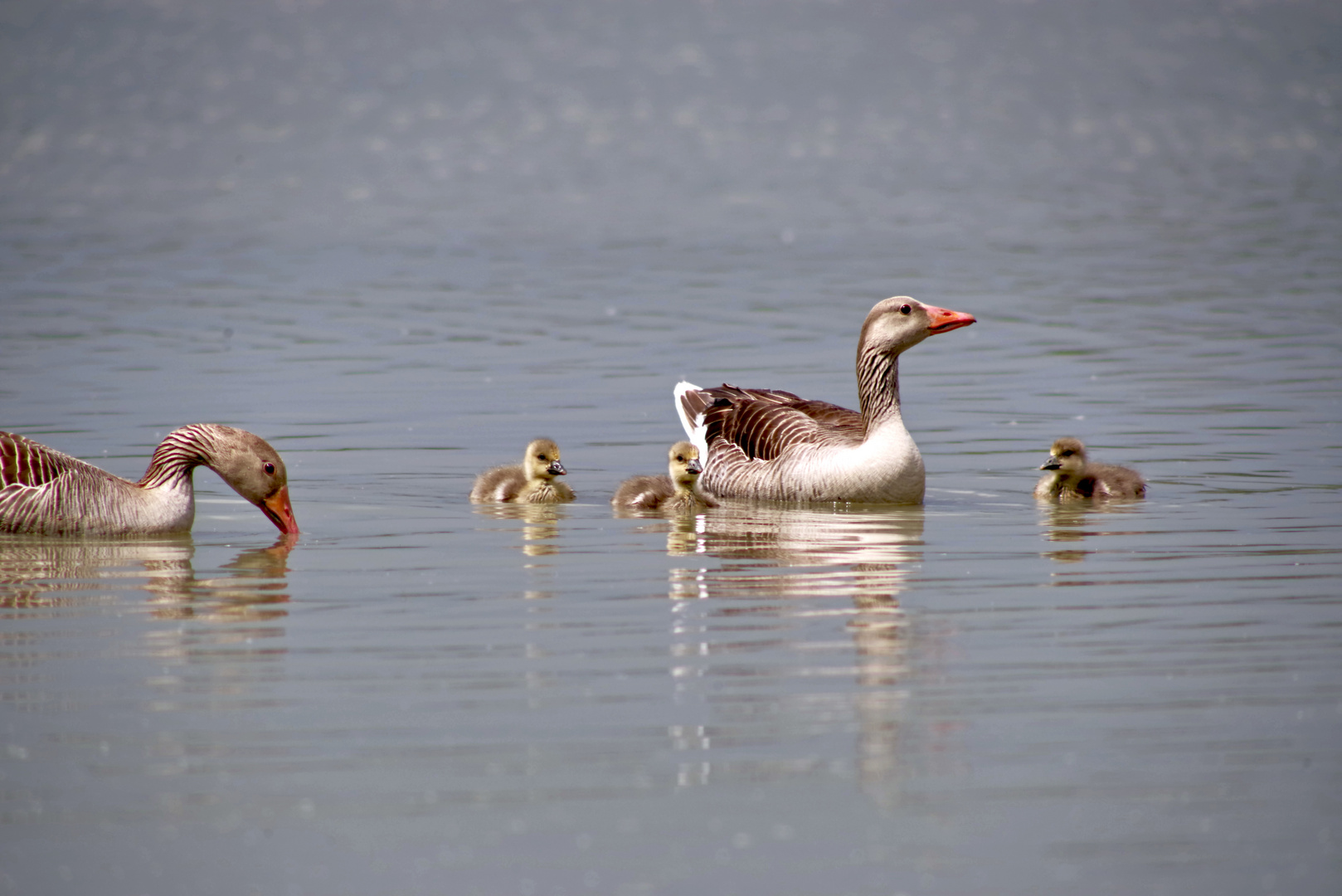 Gänse mit Jungen Foto & Bild | tiere, wildlife, wild lebende vögel ...