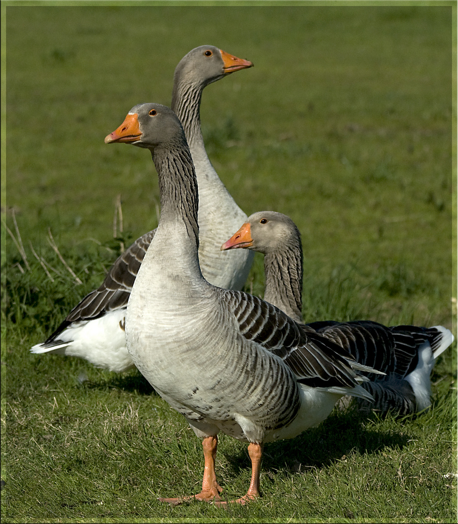 Gänse-Trio Foto & Bild | tiere, wildlife, wild lebende vögel Bilder auf ...