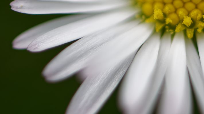 Gänseblümchen Bilder & Fotos