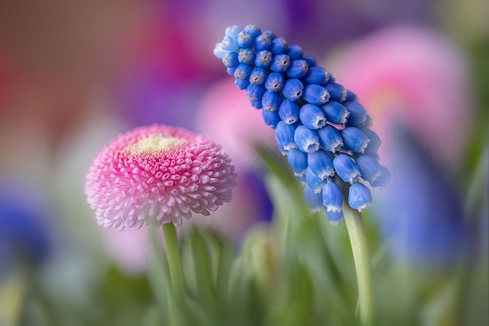 Gänseblümchen und Perlhyazinthe Foto & Bild | blau, frühling, natur ...
