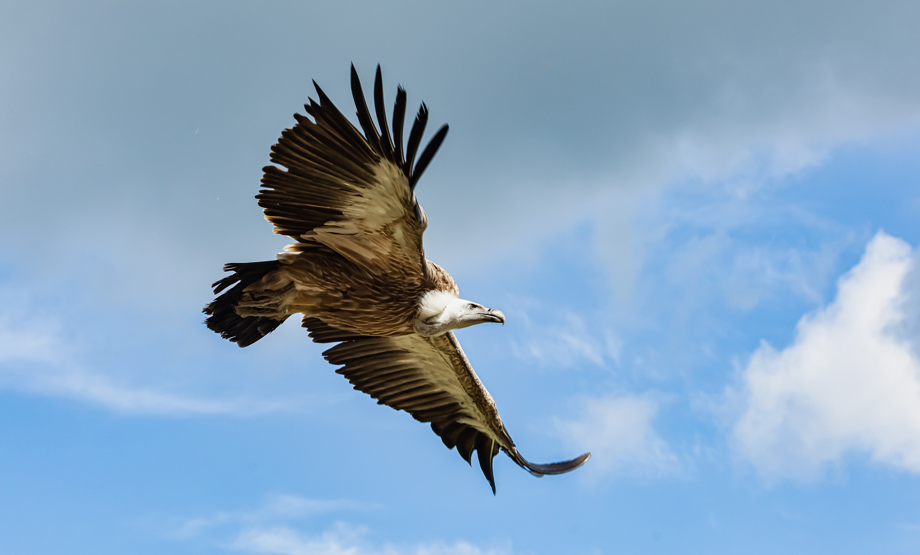 Gänsegeier .....flieg Foto & Bild | tiere, zoo, wildpark & falknerei ...