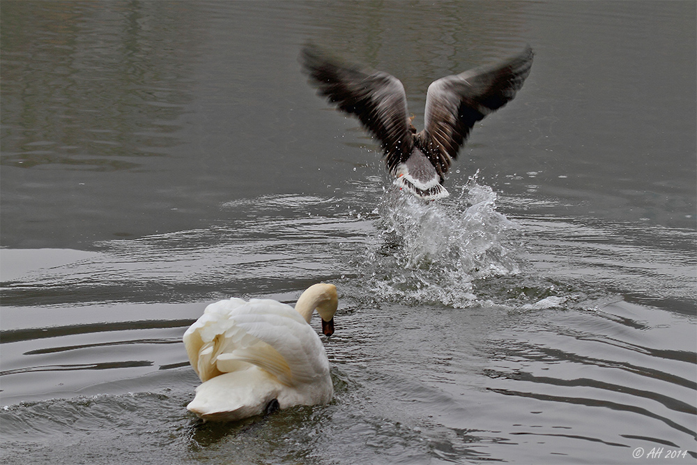 Gänsejagd Foto & Bild | tiere, wildlife, wild lebende vögel Bilder auf ...