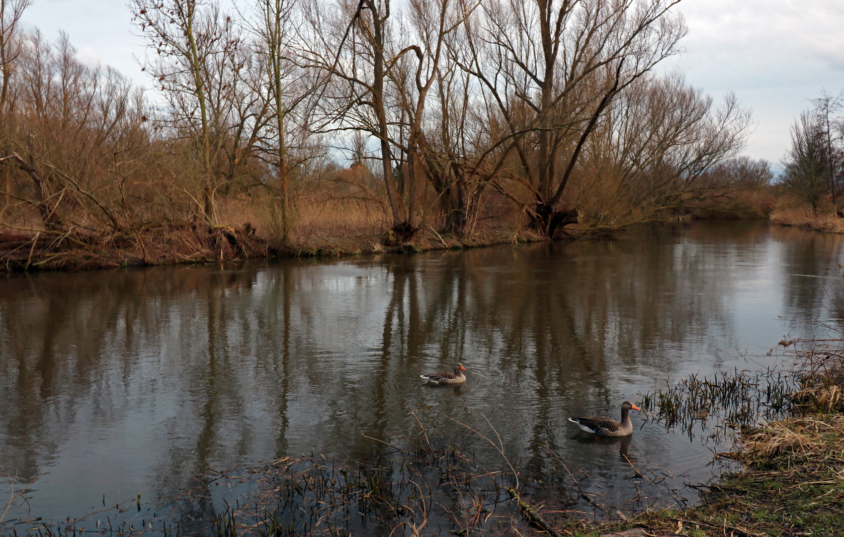Gänsepaar am Flussufer Foto & Bild | landschaften, wasser, bäume Bilder ...