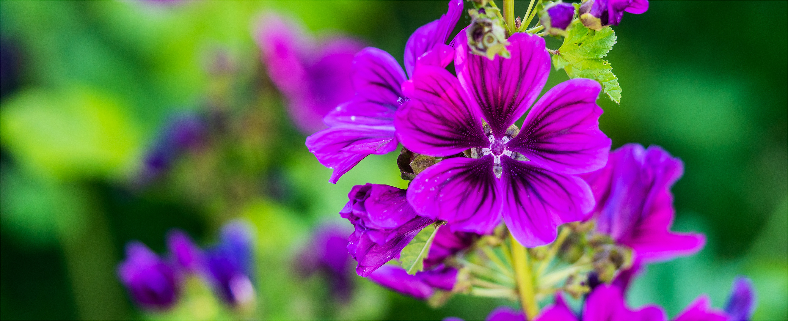Gärtnern mit Malven ... Foto & Bild | spezial, natur, pflanzen Bilder ...