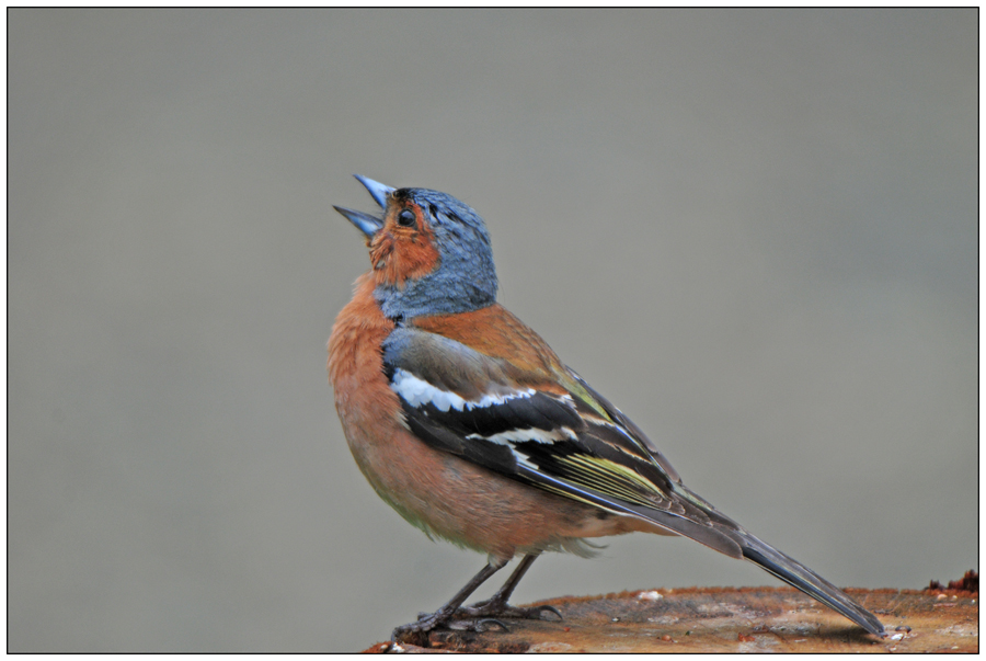 Gai comme un pinson photo et image | animaux, animaux sauvages, oiseaux ...