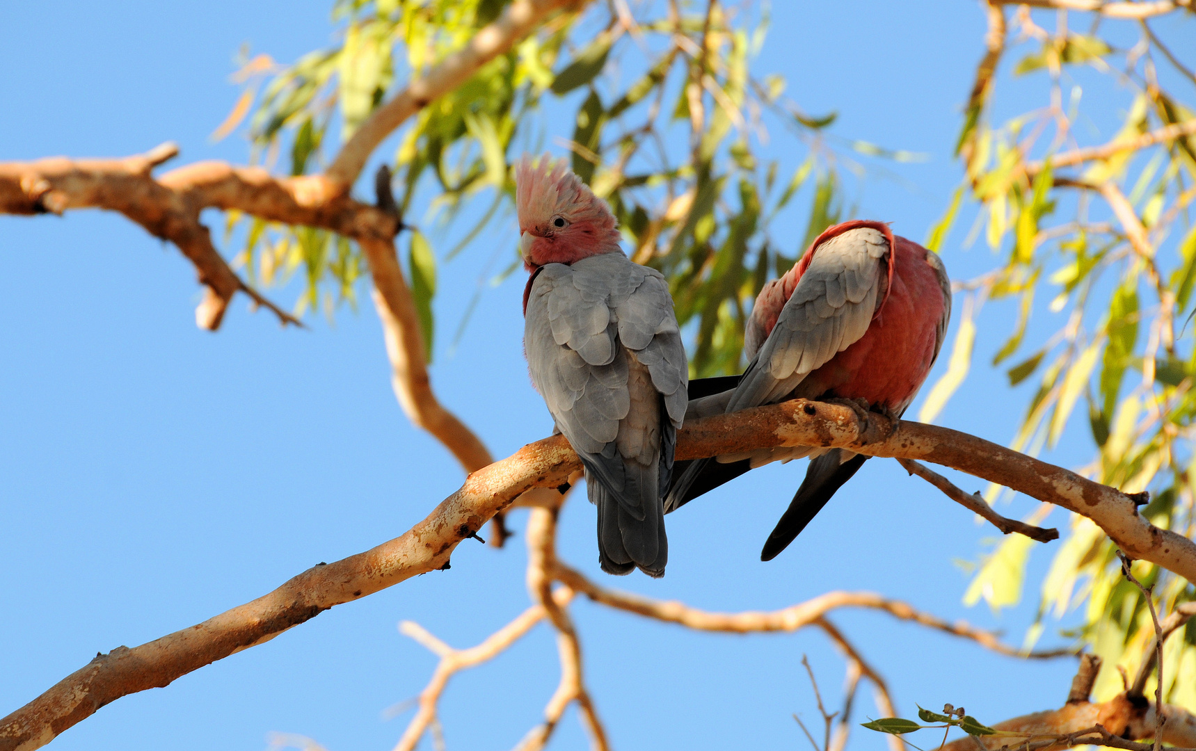 Galah Foto & Bild | australia & oceania, australia, northern territory ...
