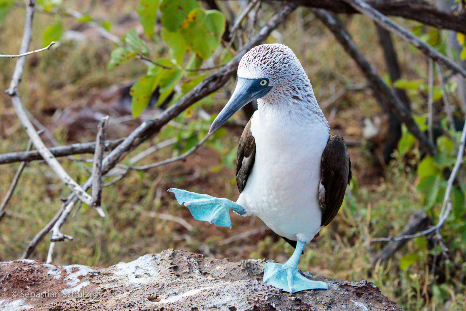 Galapagos - Blaufußtölpel I Foto & Bild | south america, ecuador ...