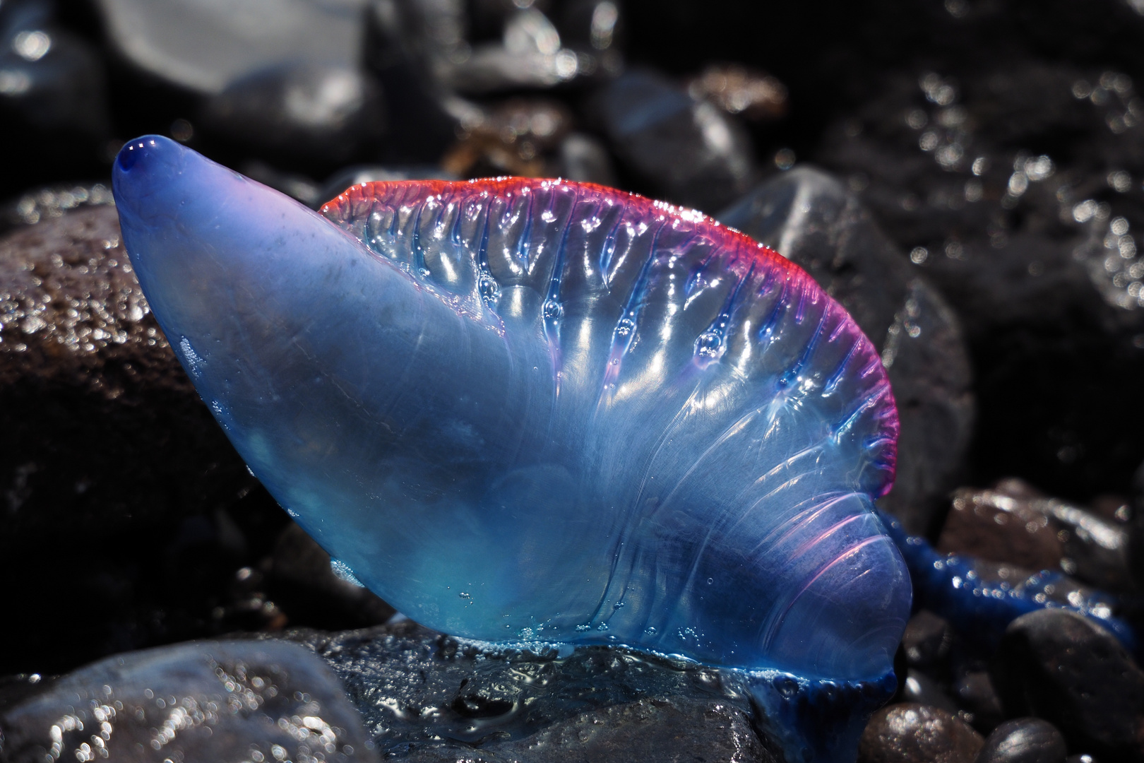 Galeere:portugiesisch Foto & Bild | tiere, wildlife, quallen, anemonen ...