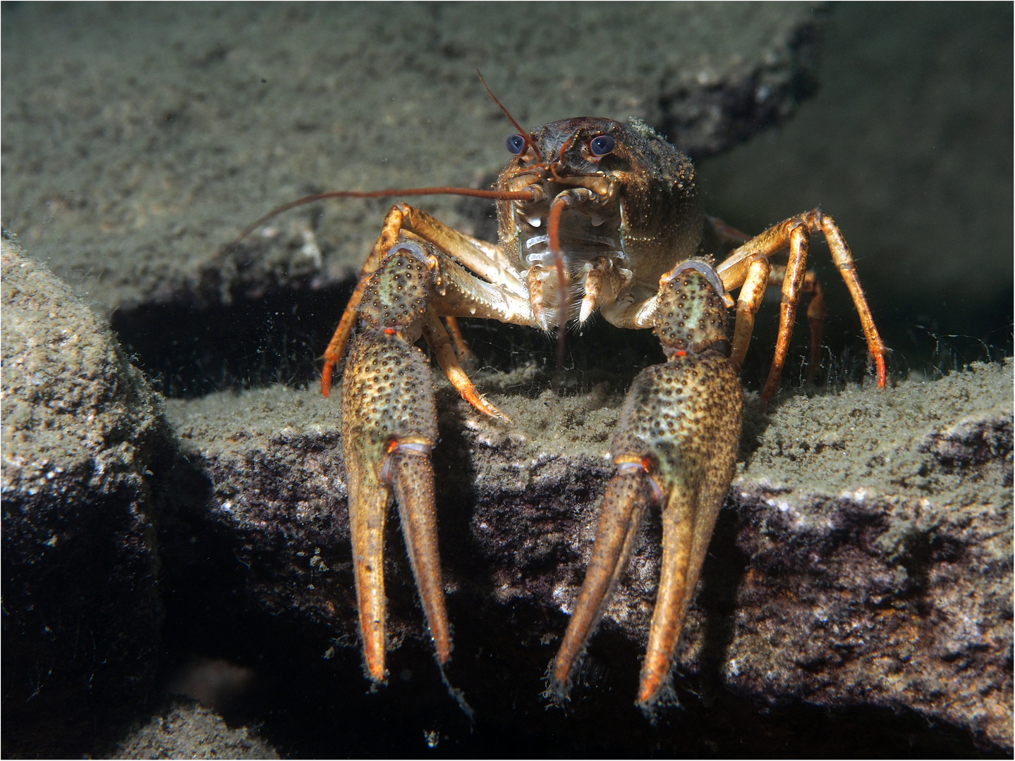 Galizischer Sumpfkrebs Foto & Bild | tiere, wildlife, krebse Bilder auf ...
