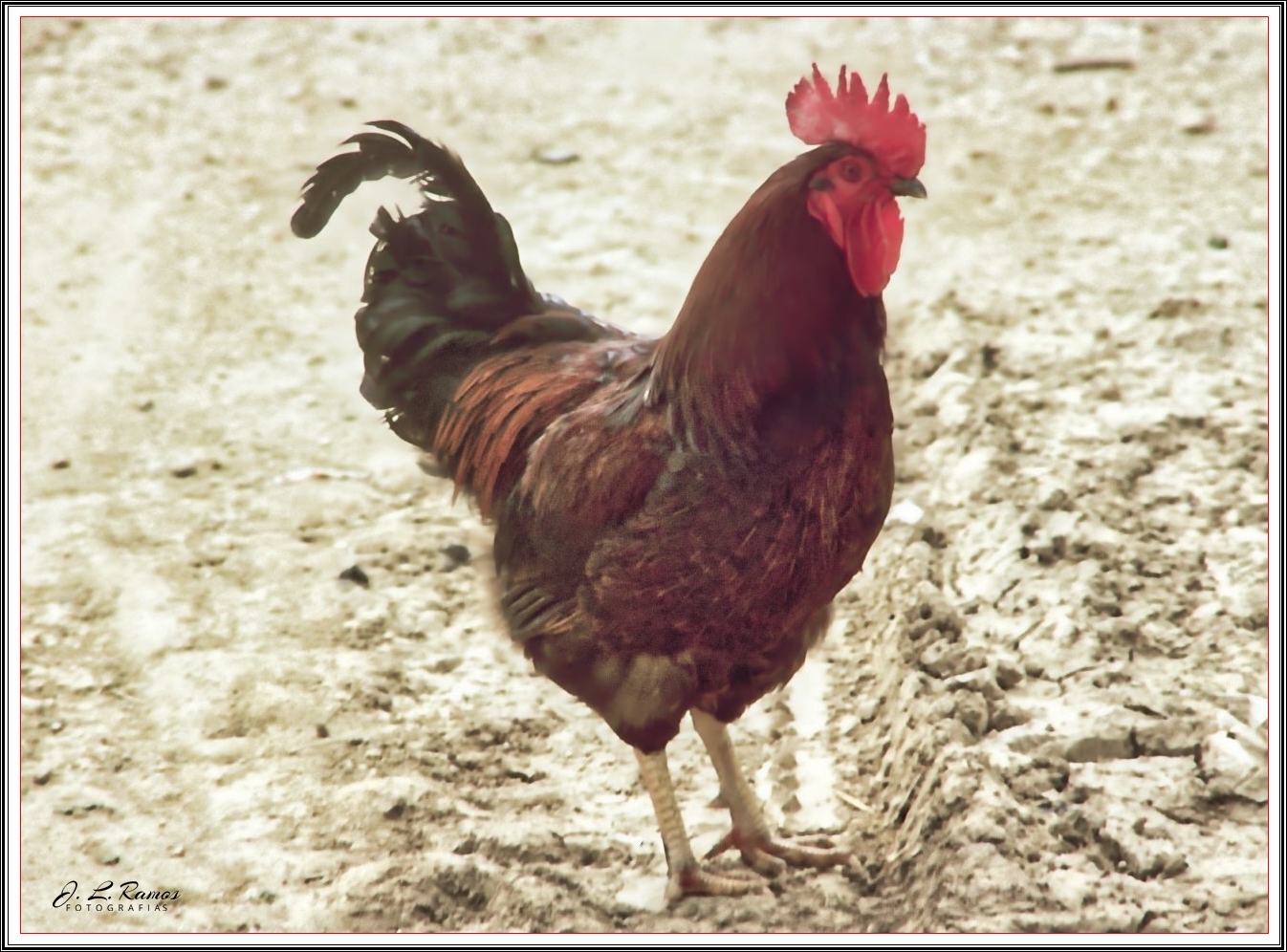 GALLO Imagen & Foto | fotos, art, nature Fotos de fotocommunity