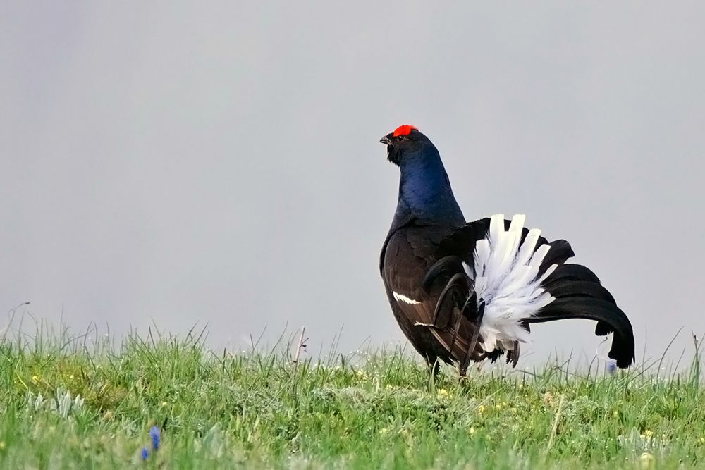Gallo Foto % Immagini| animali, animali allo stato libero, natura Foto ...