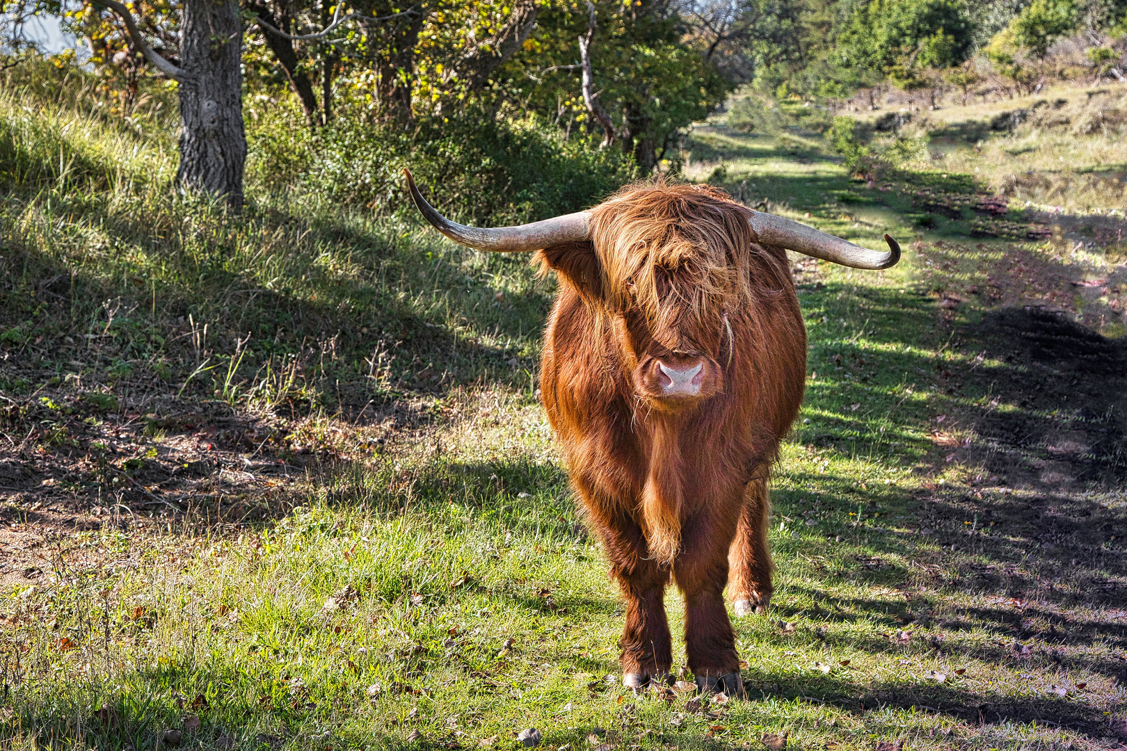 Galloway 2022-09-25-01 Foto & Bild | tiere, natur Bilder auf fotocommunity