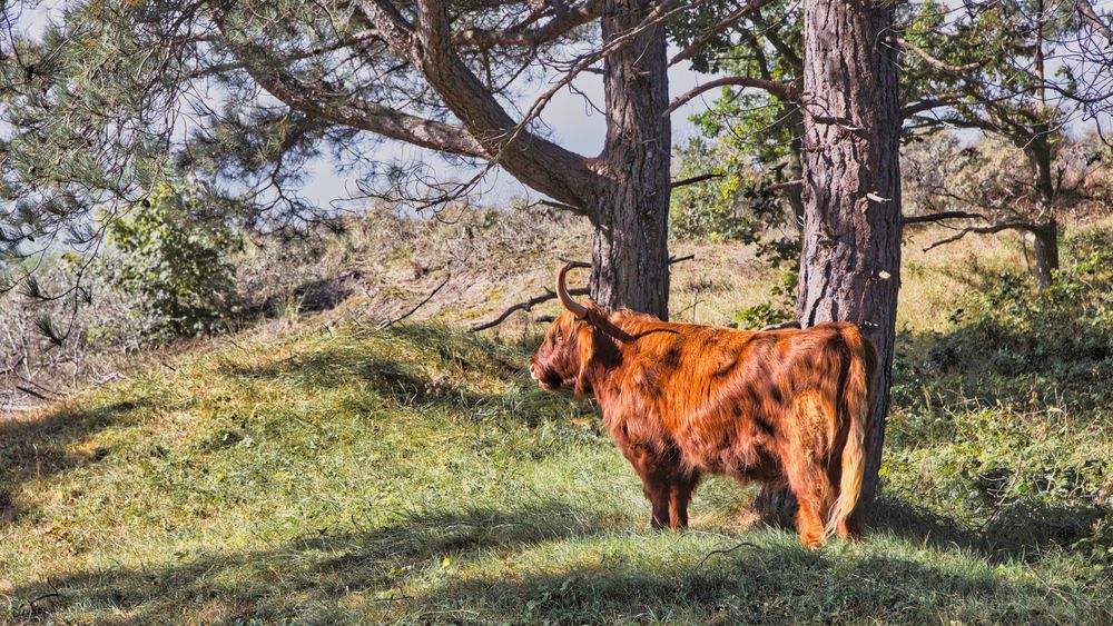 Galloway 2022-09-25-02 Foto & Bild | Bilder auf fotocommunity