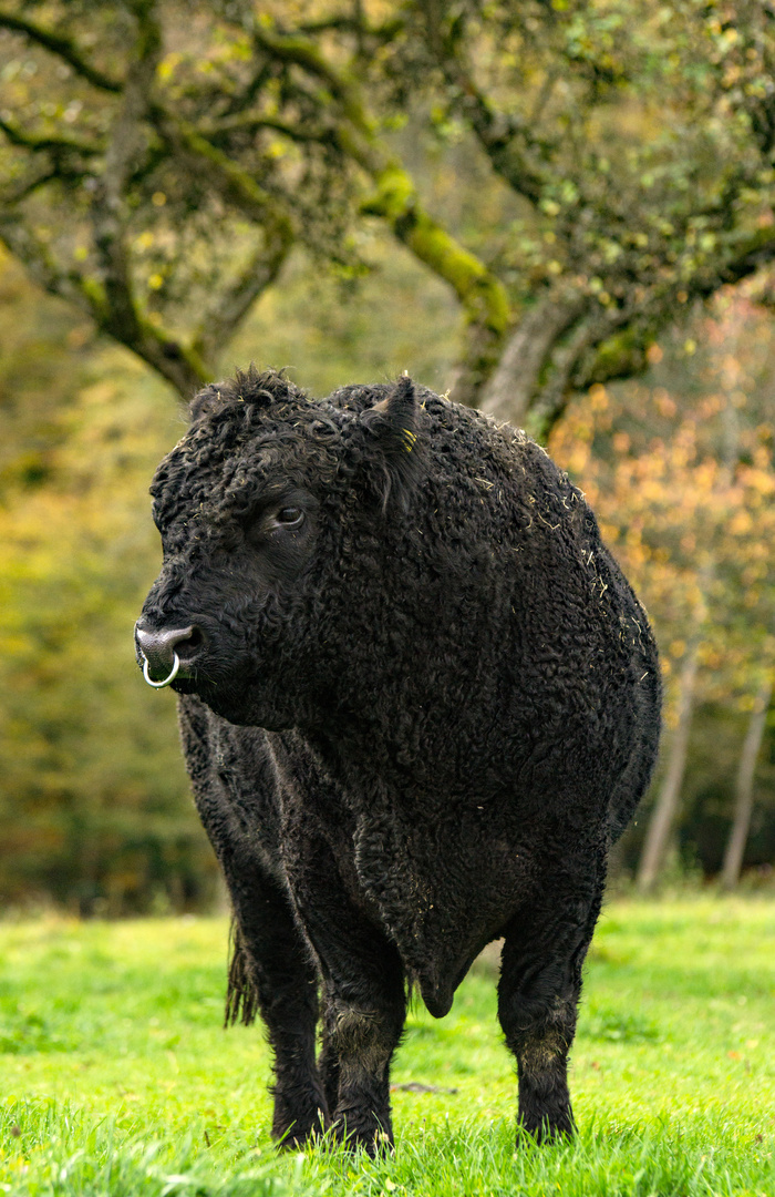 Galloway Foto & Bild | tiere, haustiere, nutztiere Bilder auf fotocommunity